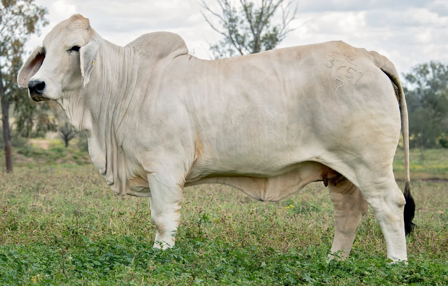 Cows — Vella Brahmans