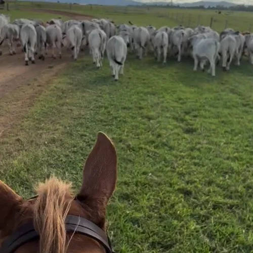 Vella Brahmans | Brahman Cattle Stud | Proserpine Queensland Australia