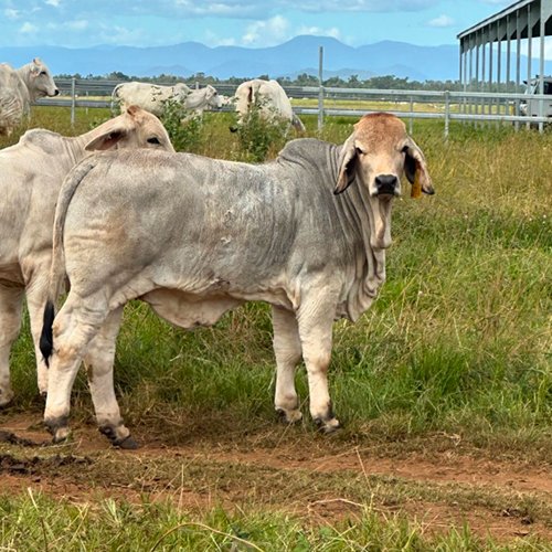 Vella Brahmans | Brahman Cattle Stud | Proserpine Queensland Australia