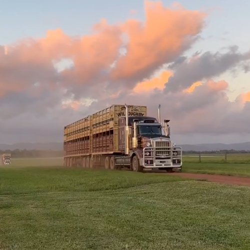 Vella Brahmans | Brahman Cattle Stud | Proserpine Queensland Australia