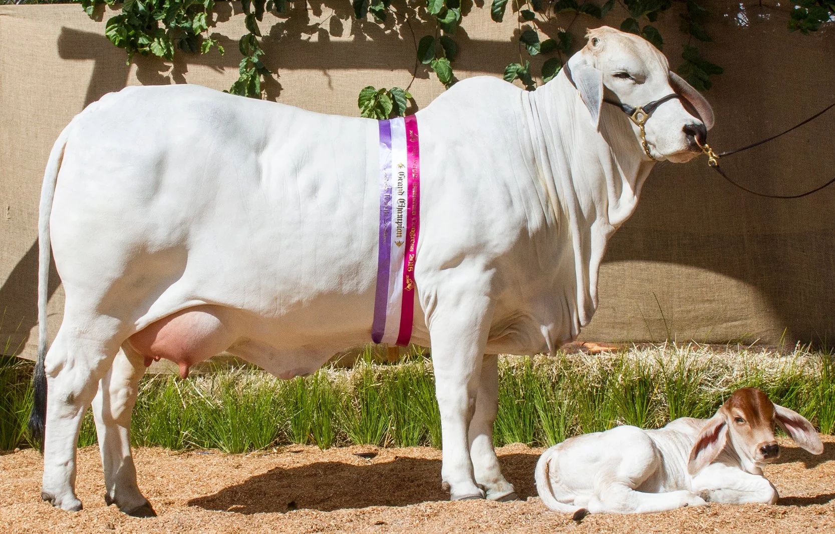 Cows — Vella Brahmans