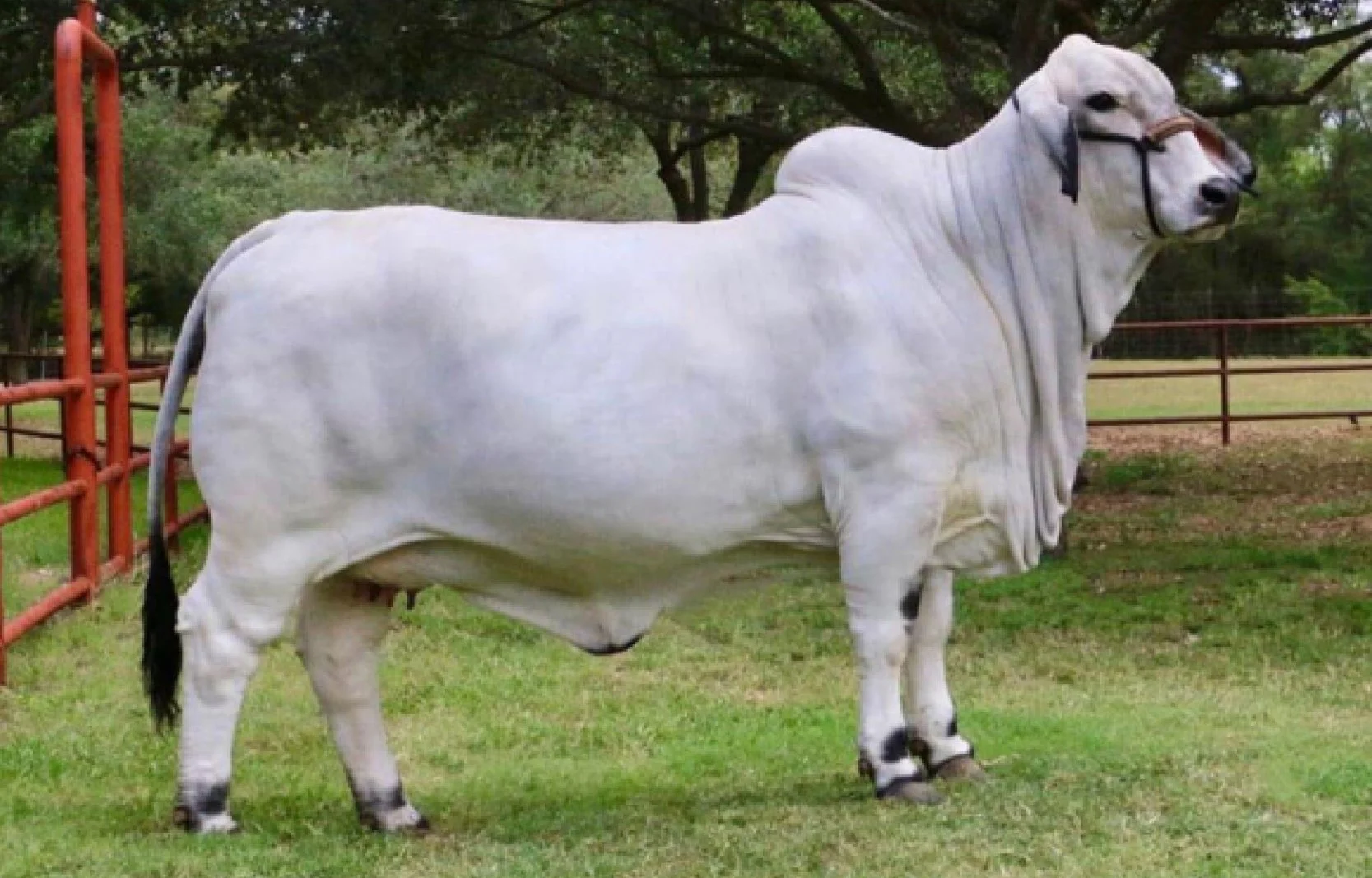 Cows — Vella Brahmans