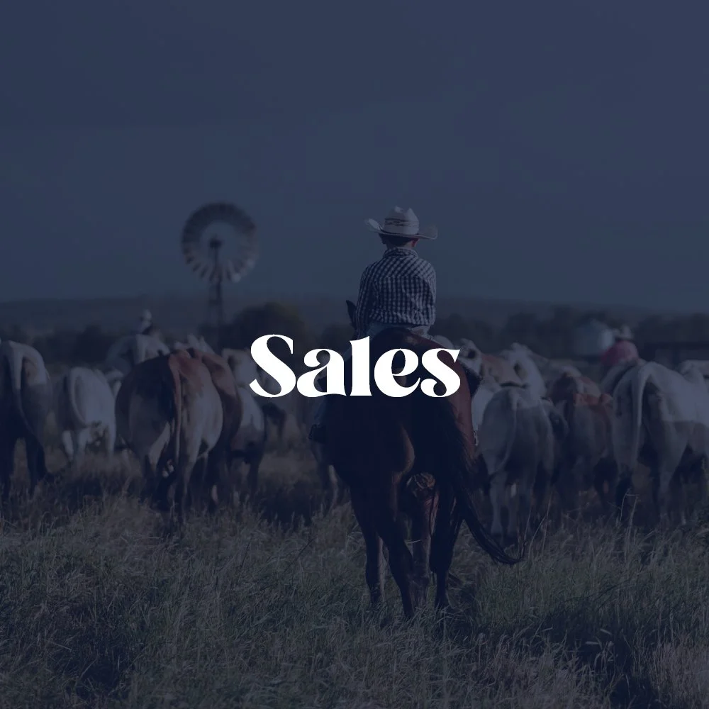 Vella Brahmans | Brahman Cattle Stud | Proserpine Queensland Australia