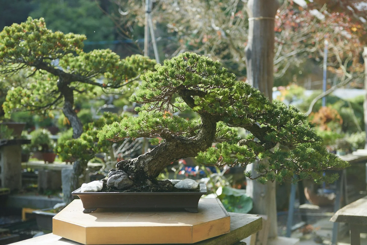 The History of Bonsai in Japan — Deeper Japan