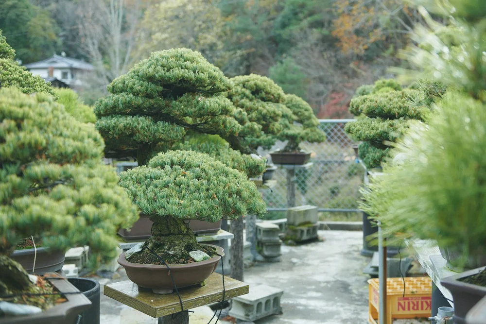 The History of Bonsai in Japan — Deeper Japan