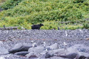 Matagi: The Last Bear Hunters of Japan — Deeper Japan