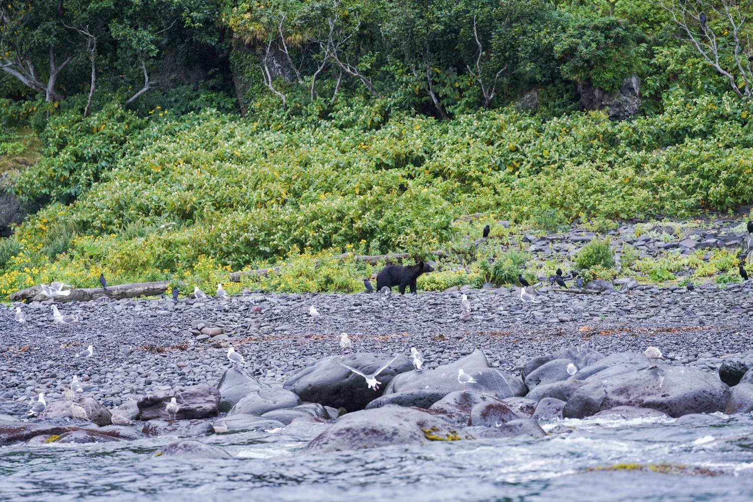 Matagi: The Last Bear Hunters of Japan — Deeper Japan