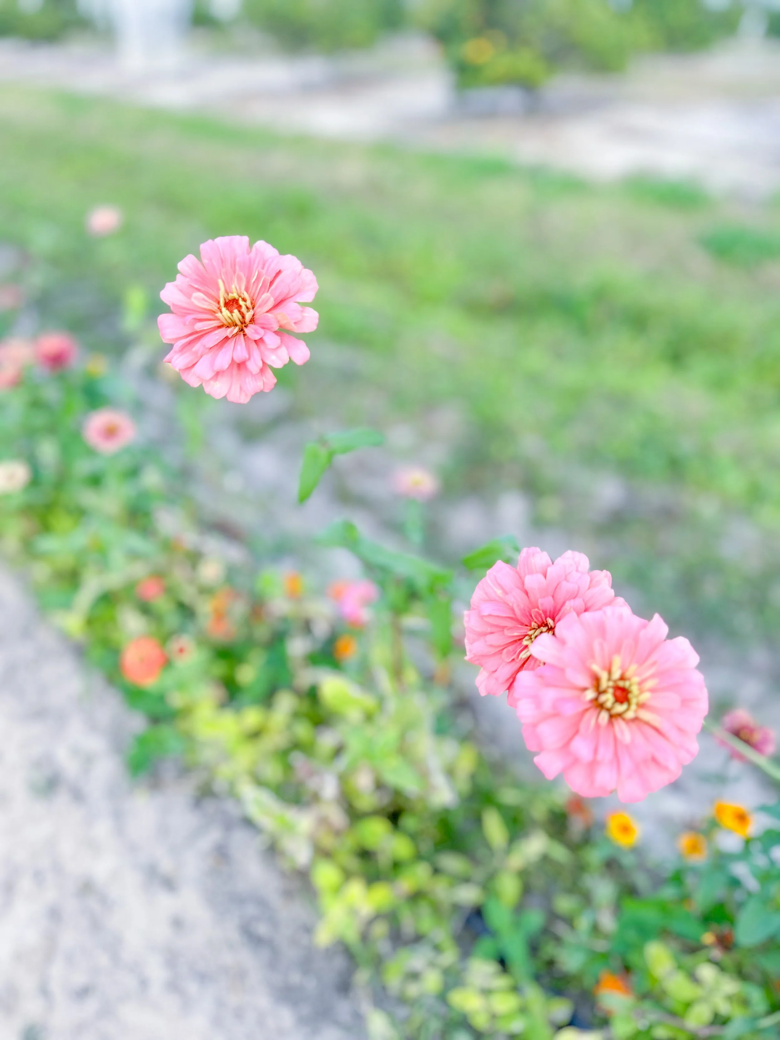 Hamilton Farms U-Pick | Fort Pierce, Florida