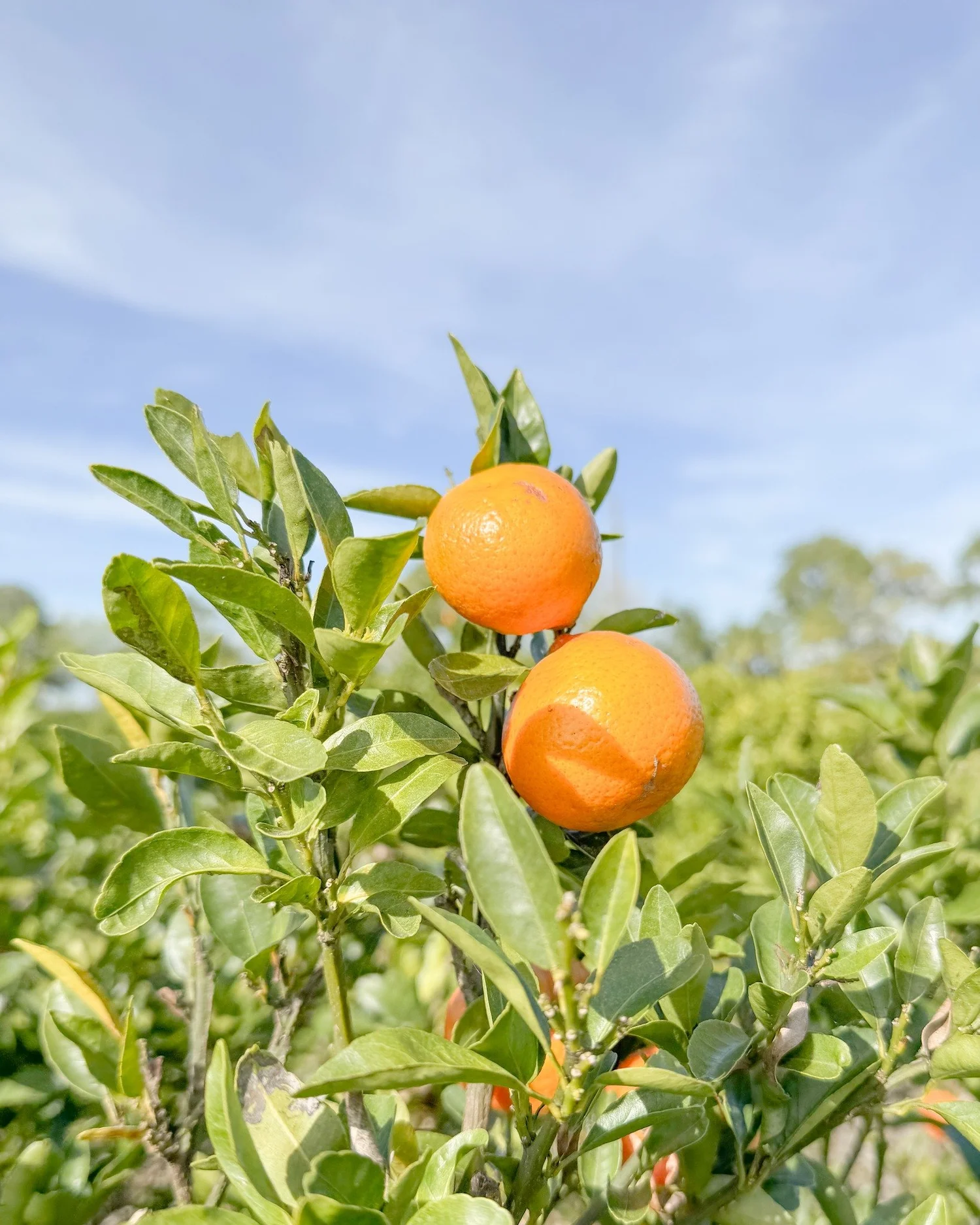 Hamilton Farms U-Pick | Fort Pierce, Florida