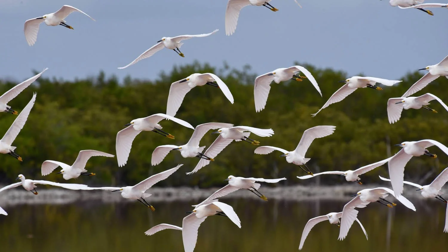 Newsletter — Two Wings Mindfulness