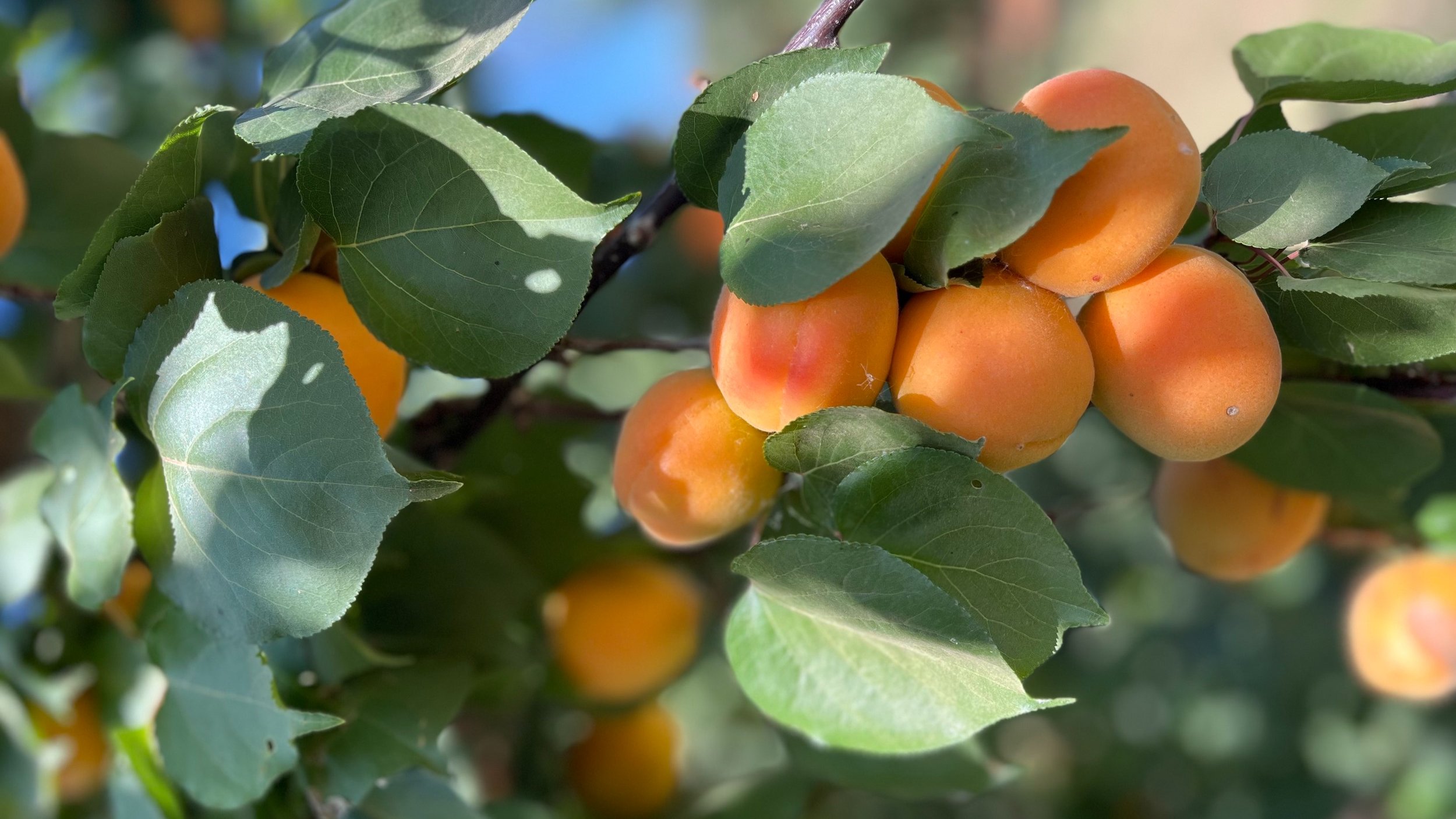 The Apricot Producers of California