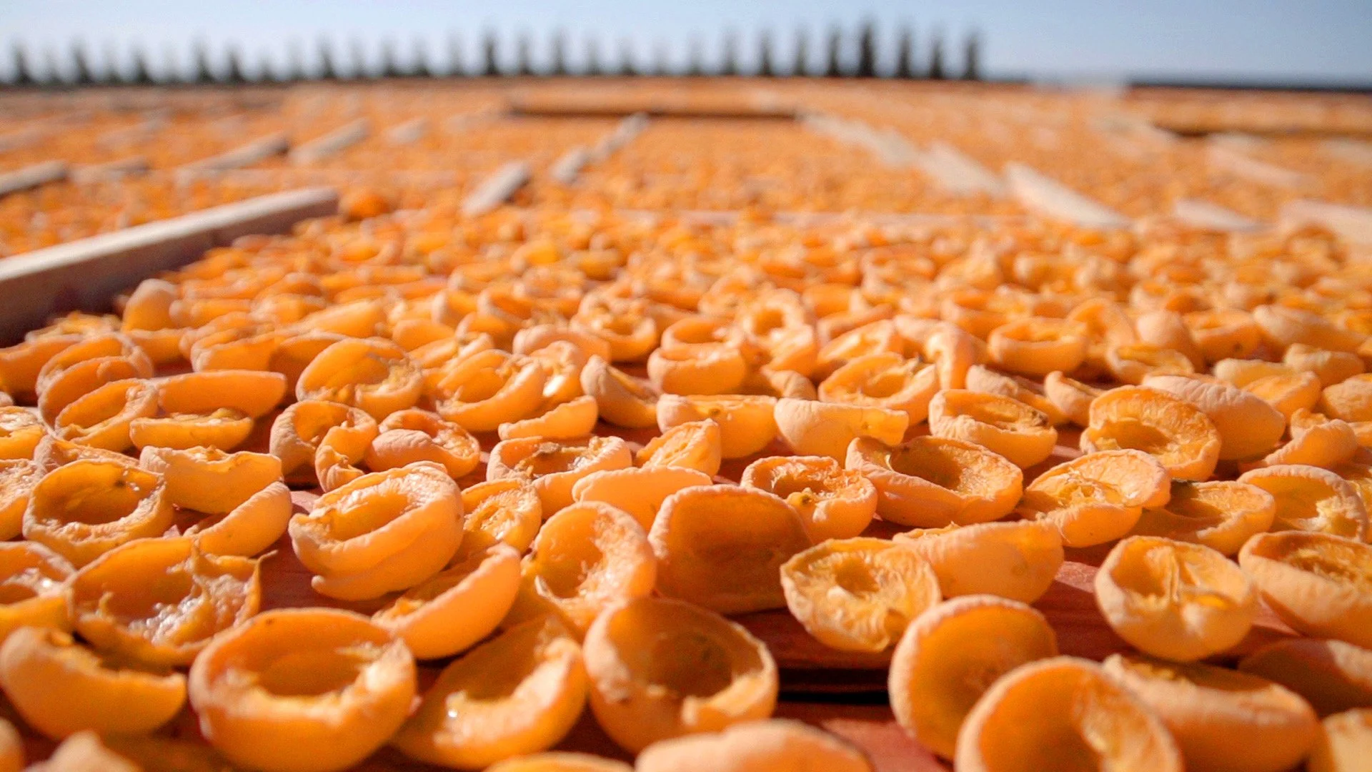The Apricot Producers of California