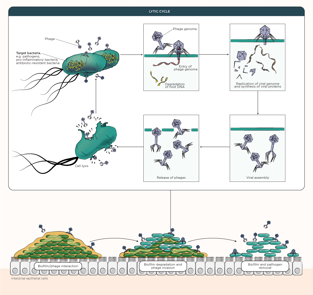 The Lytic Life Cycle of Bacteriophages — Melissa Lee