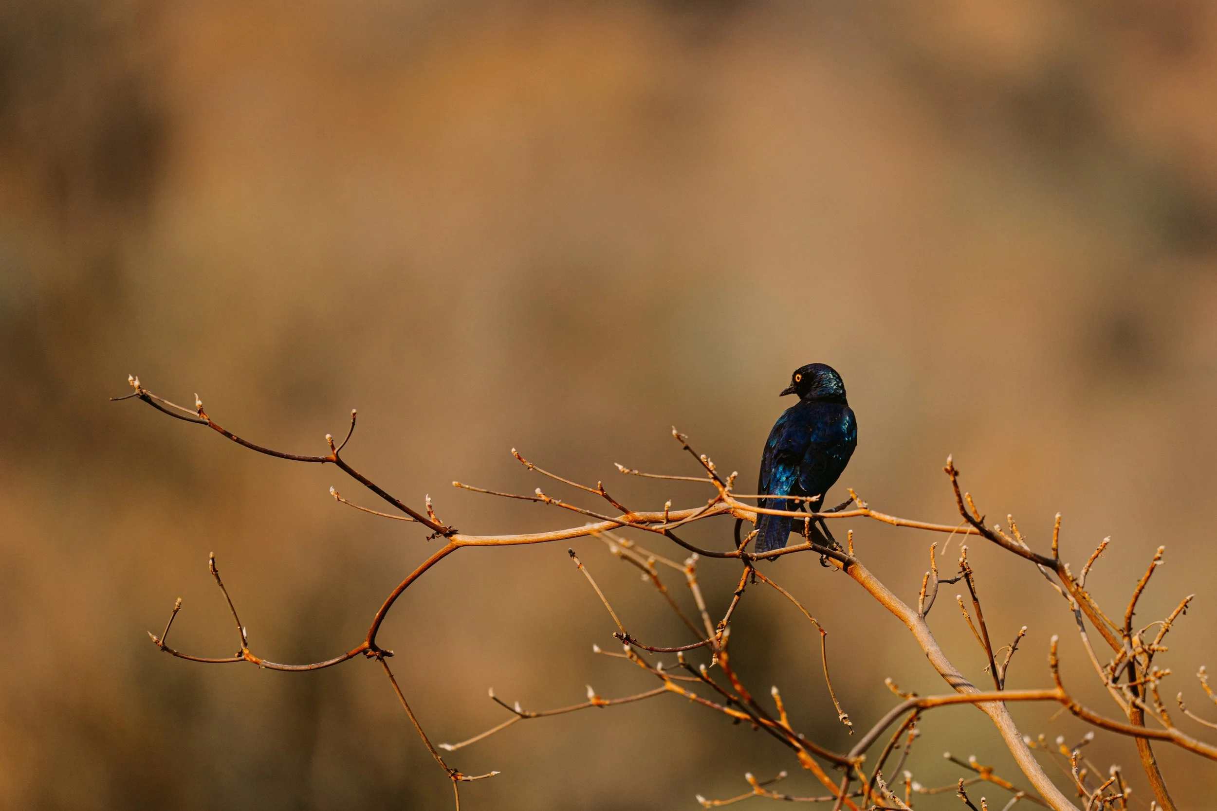 Personal Safari Photographer | Edwina Robertson