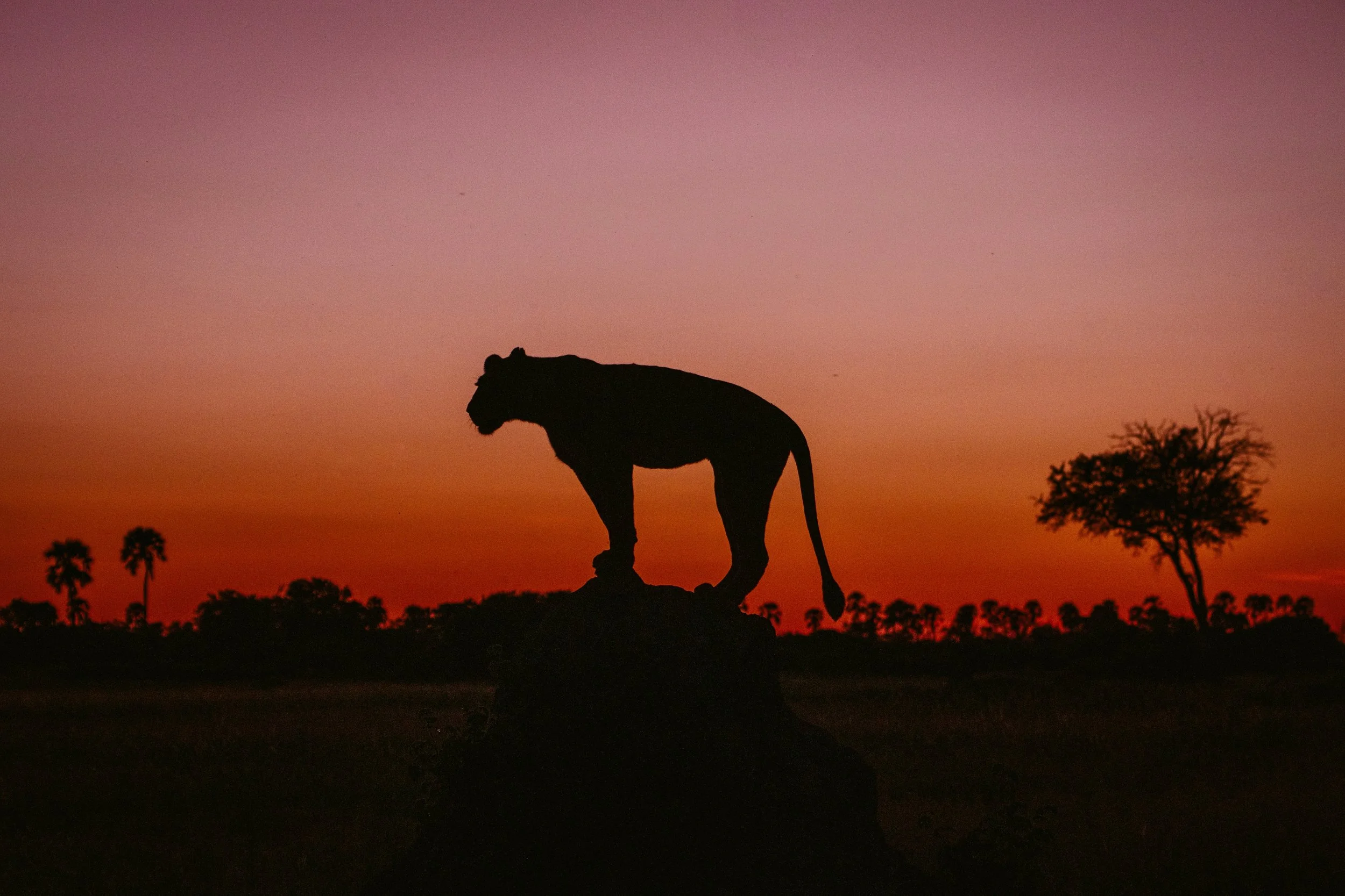 Personal Safari Photographer | Edwina Robertson