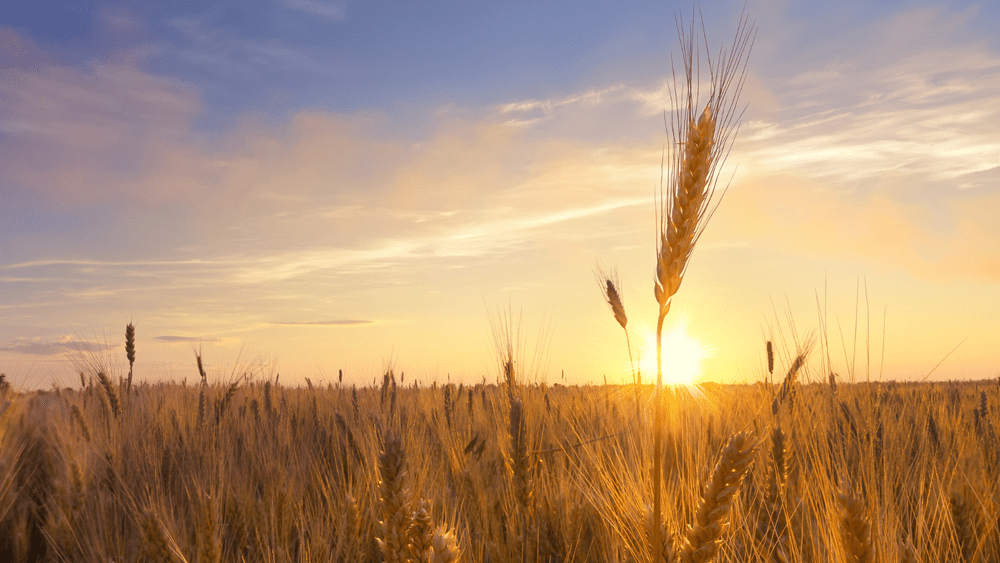 Cultivars: All Types — SA Seed Development | Quality Wheat Seed