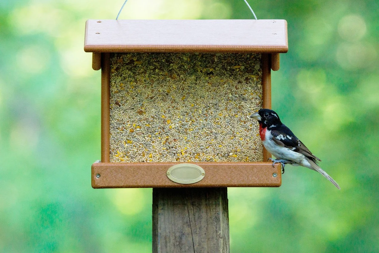 Morning Song | Premium Wild Bird Food