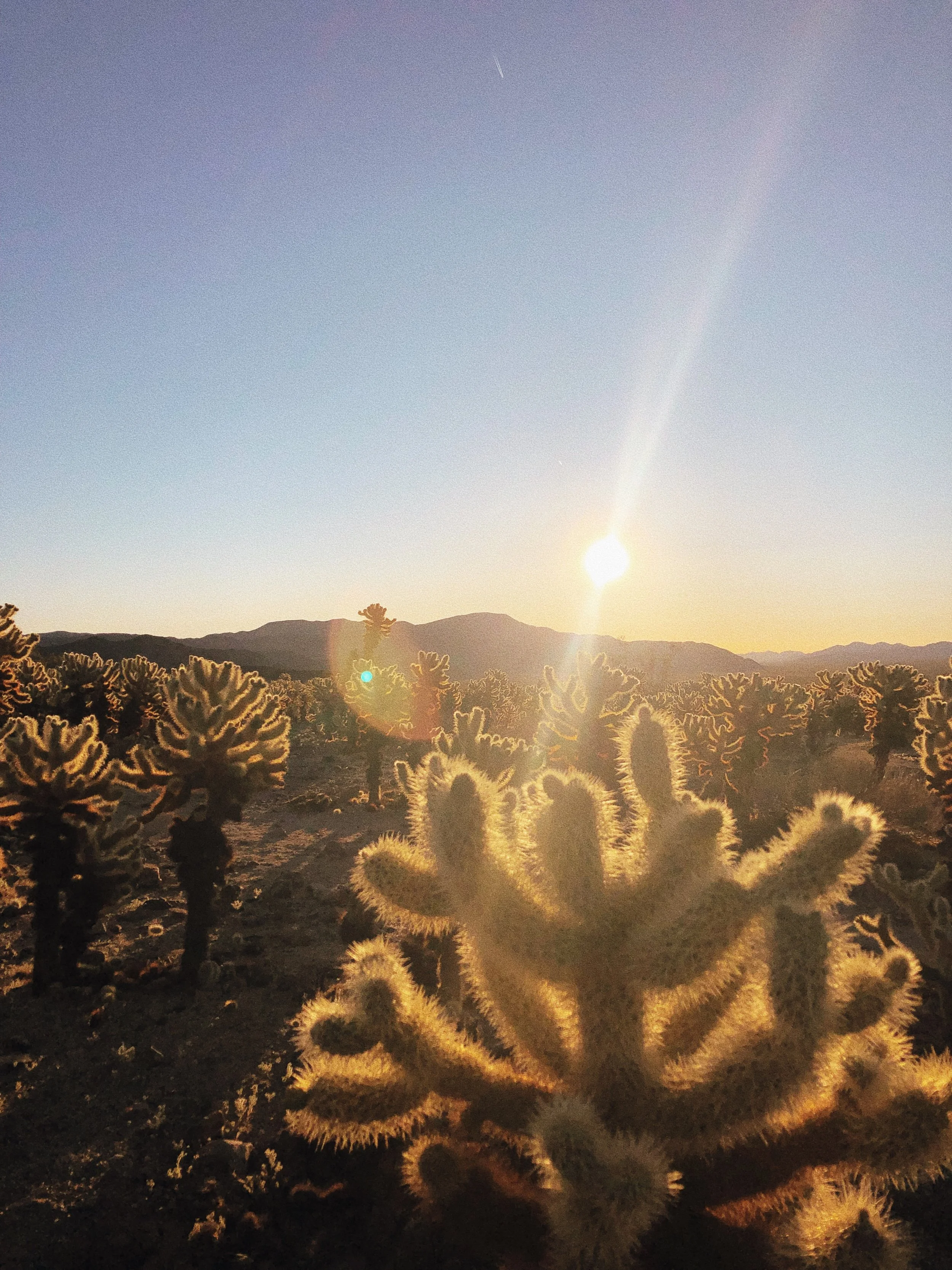 Joshua Tree, California Travel Guide — Three-Day Stay