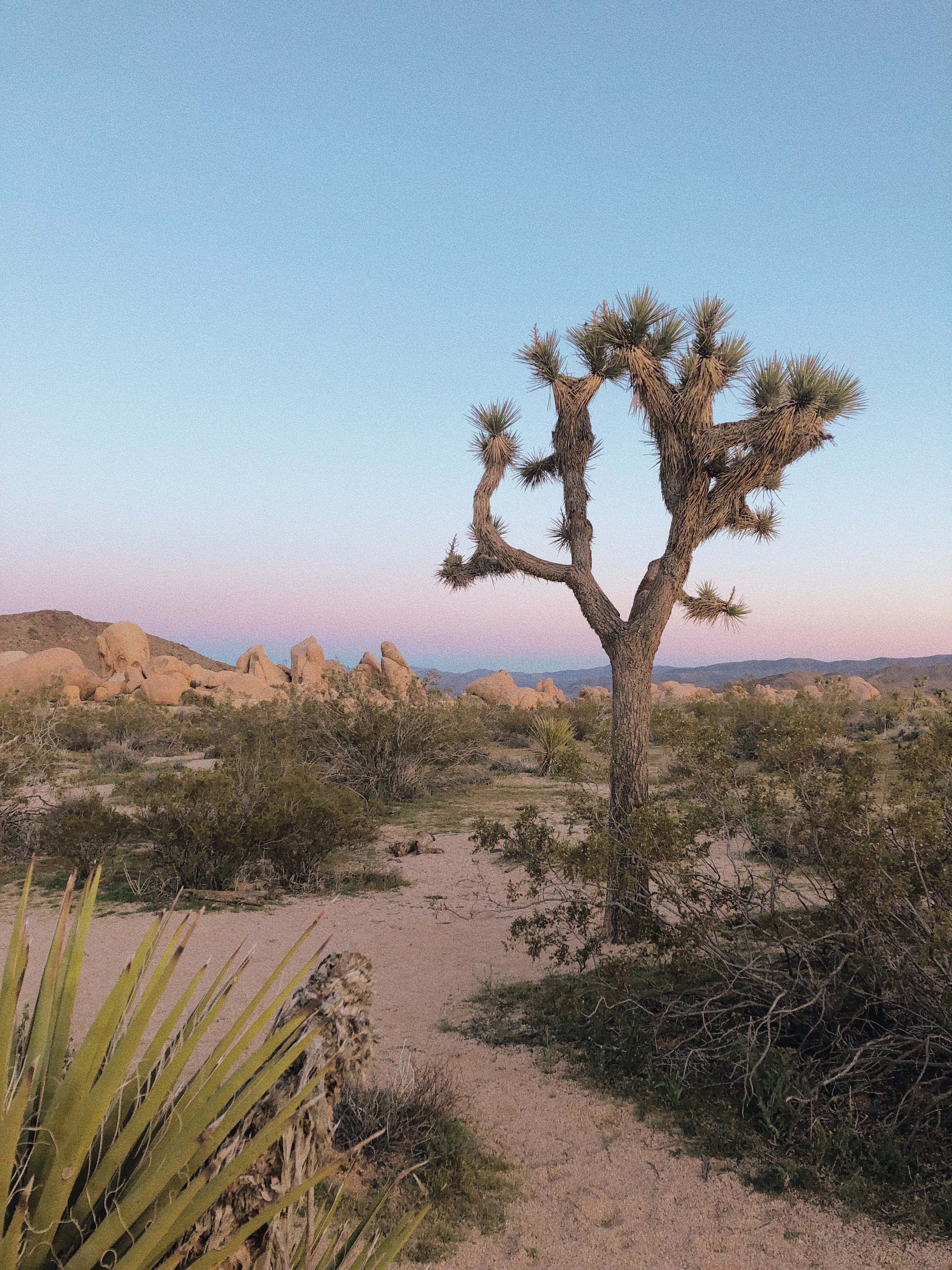 Joshua Tree, California Travel Guide — Three-Day Stay