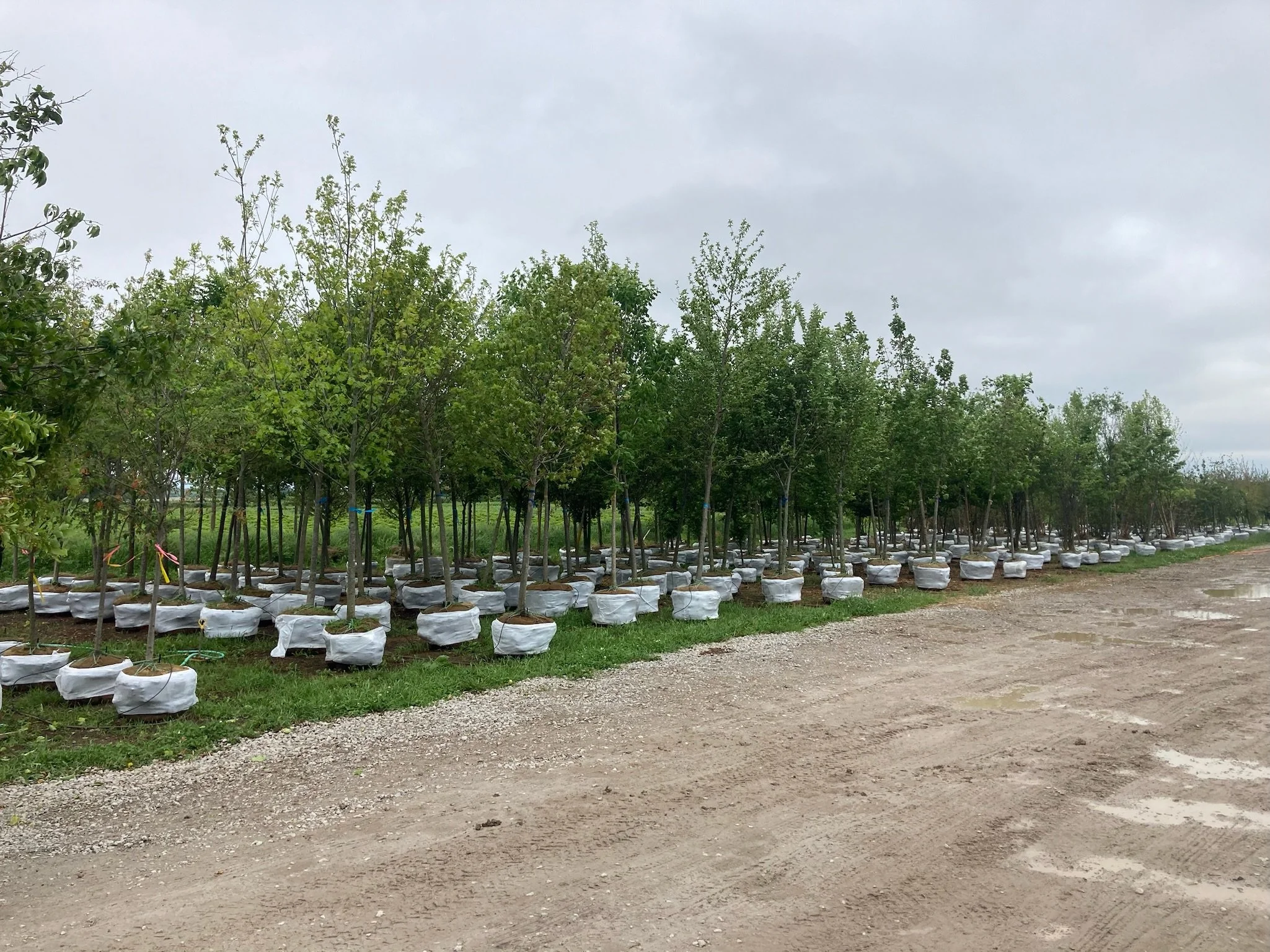 Trees | Explore Our Diverse Selection — Strausburg Nursery