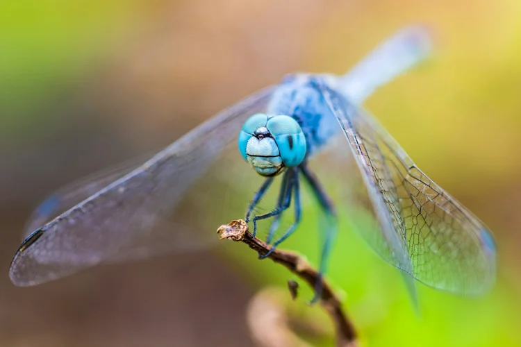 Protect Endangered Species — Society for the Protection of Insects