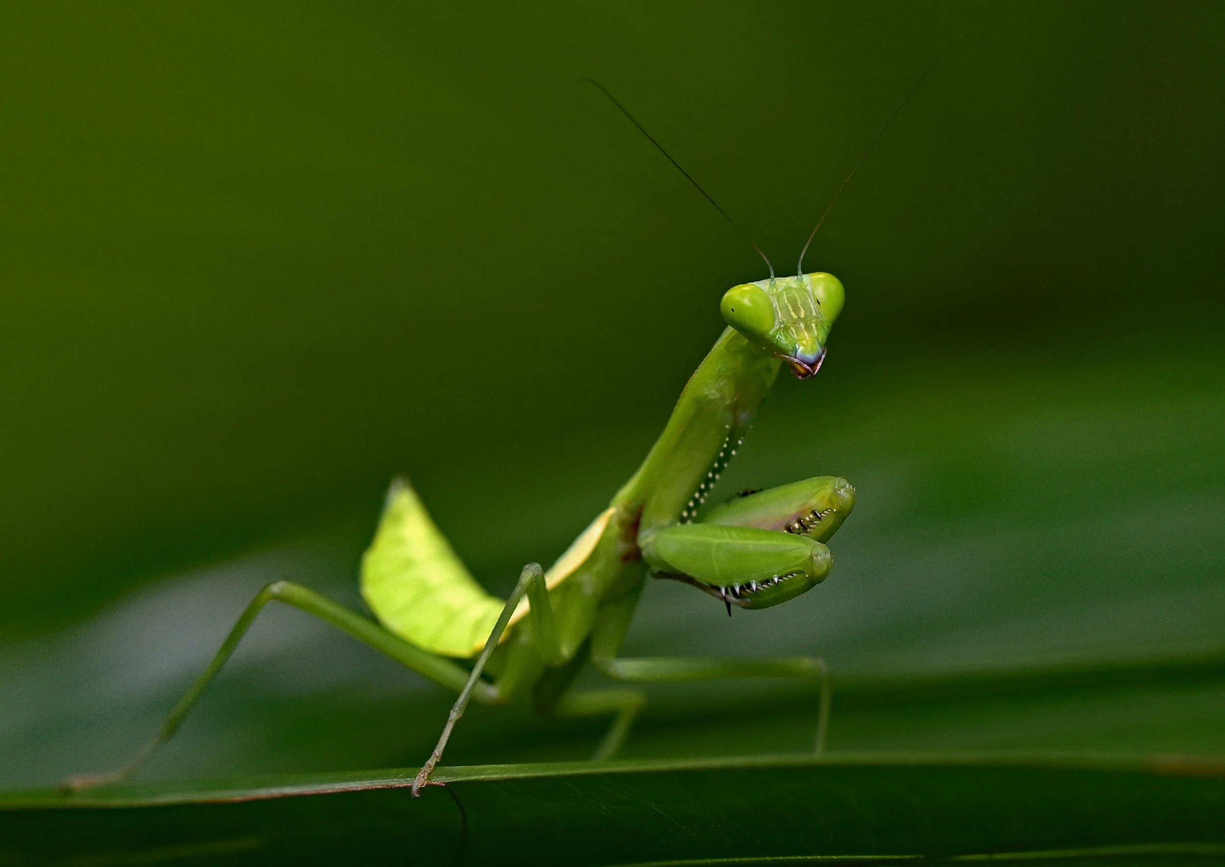 Protect Endangered Species — Society for the Protection of Insects