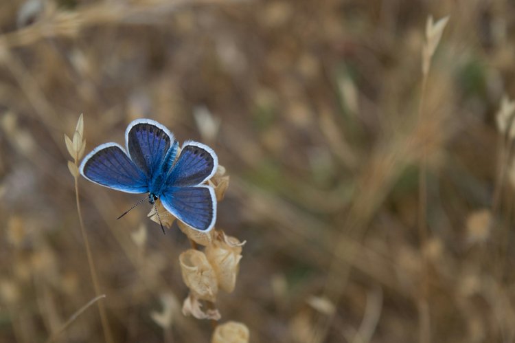 Protect Endangered Species — Society for the Protection of Insects