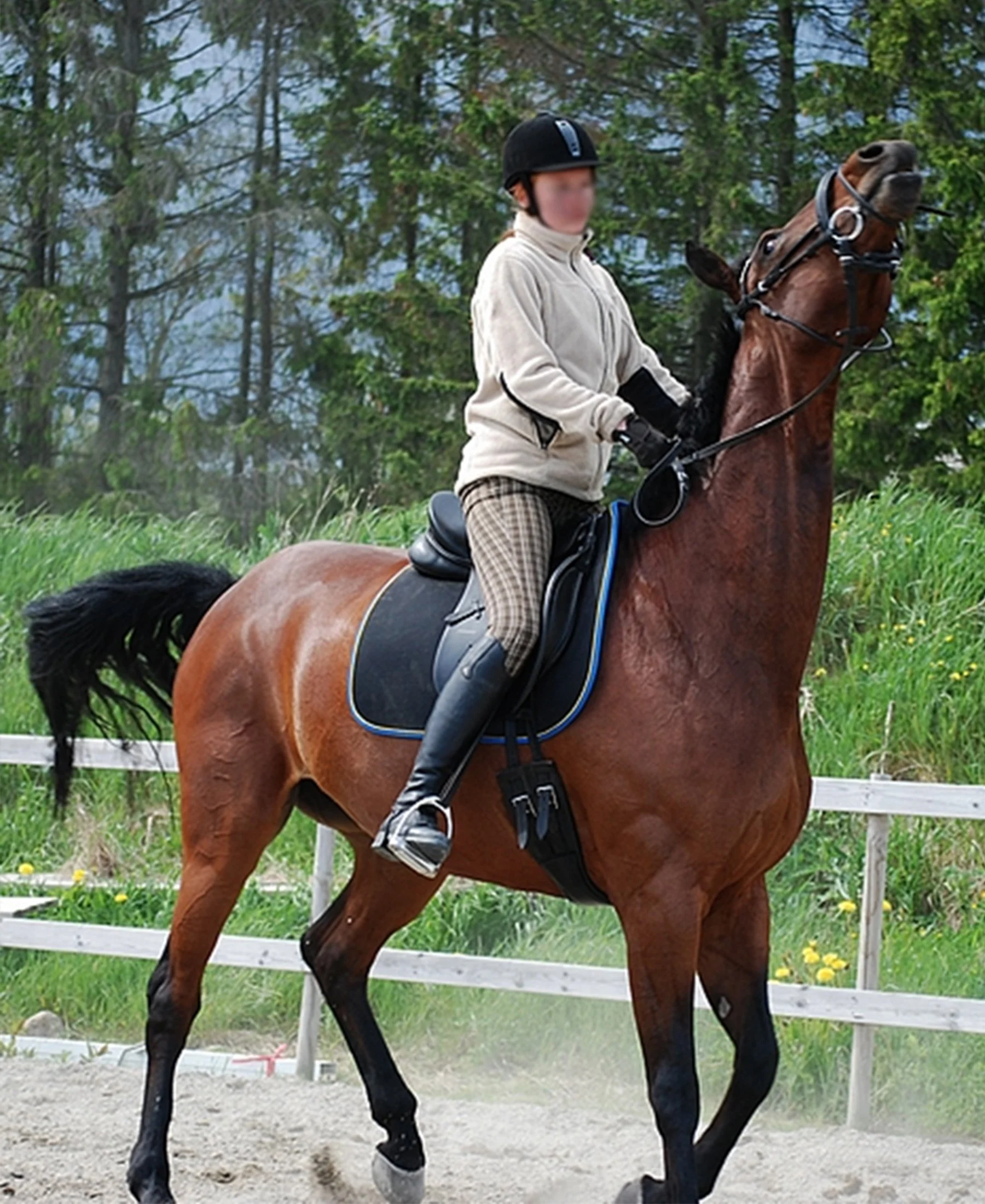 Head Shaking Syndrome & Trigeminal Nerve — Integrated Equine Therapies