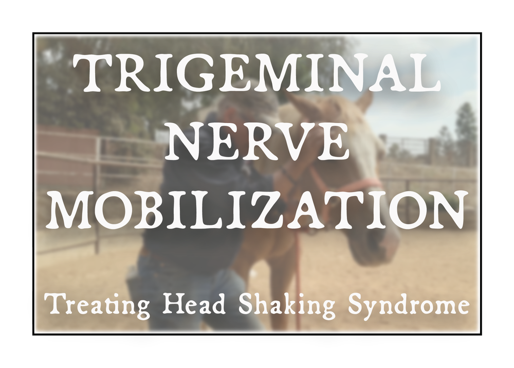 Video Library — Integrated Equine Therapies