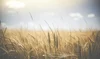 About Us — Hidden Hill Farm