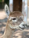 Current Animals — Hidden Hill Farm