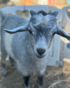 Current Animals — Hidden Hill Farm