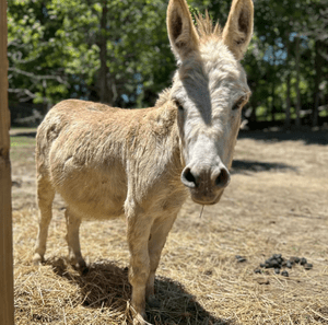 Current Animals — Hidden Hill Farm