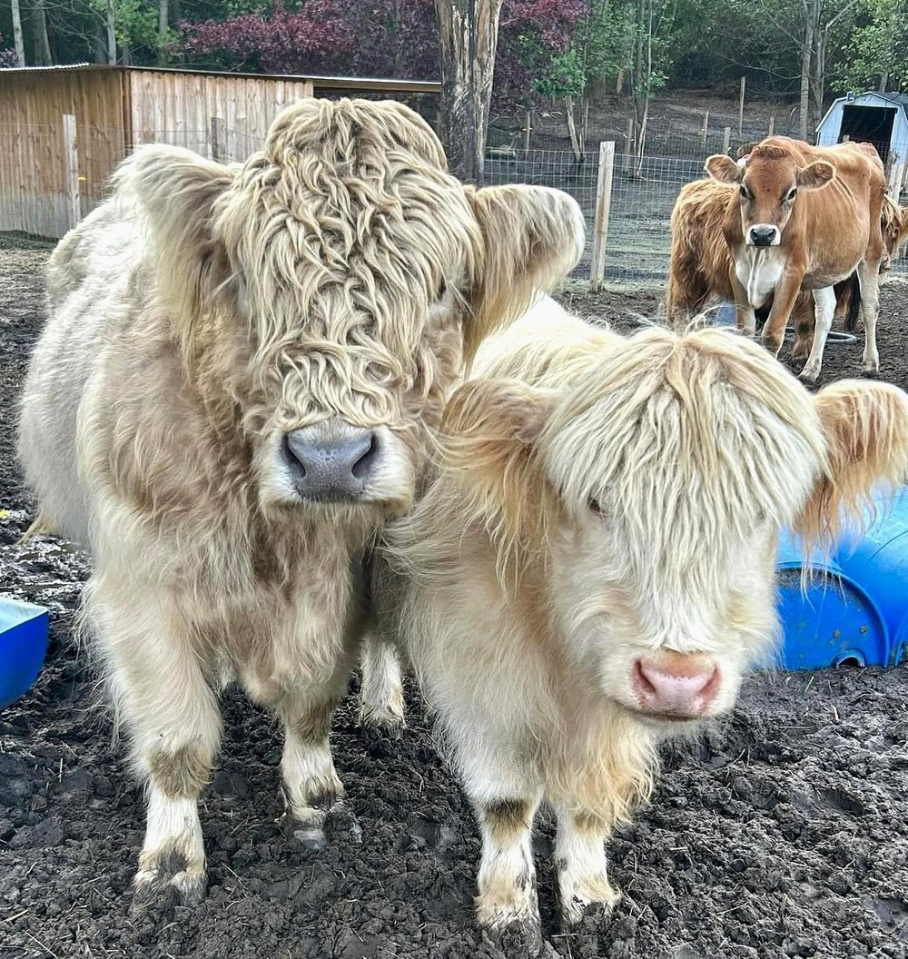 Hidden Hill Farm