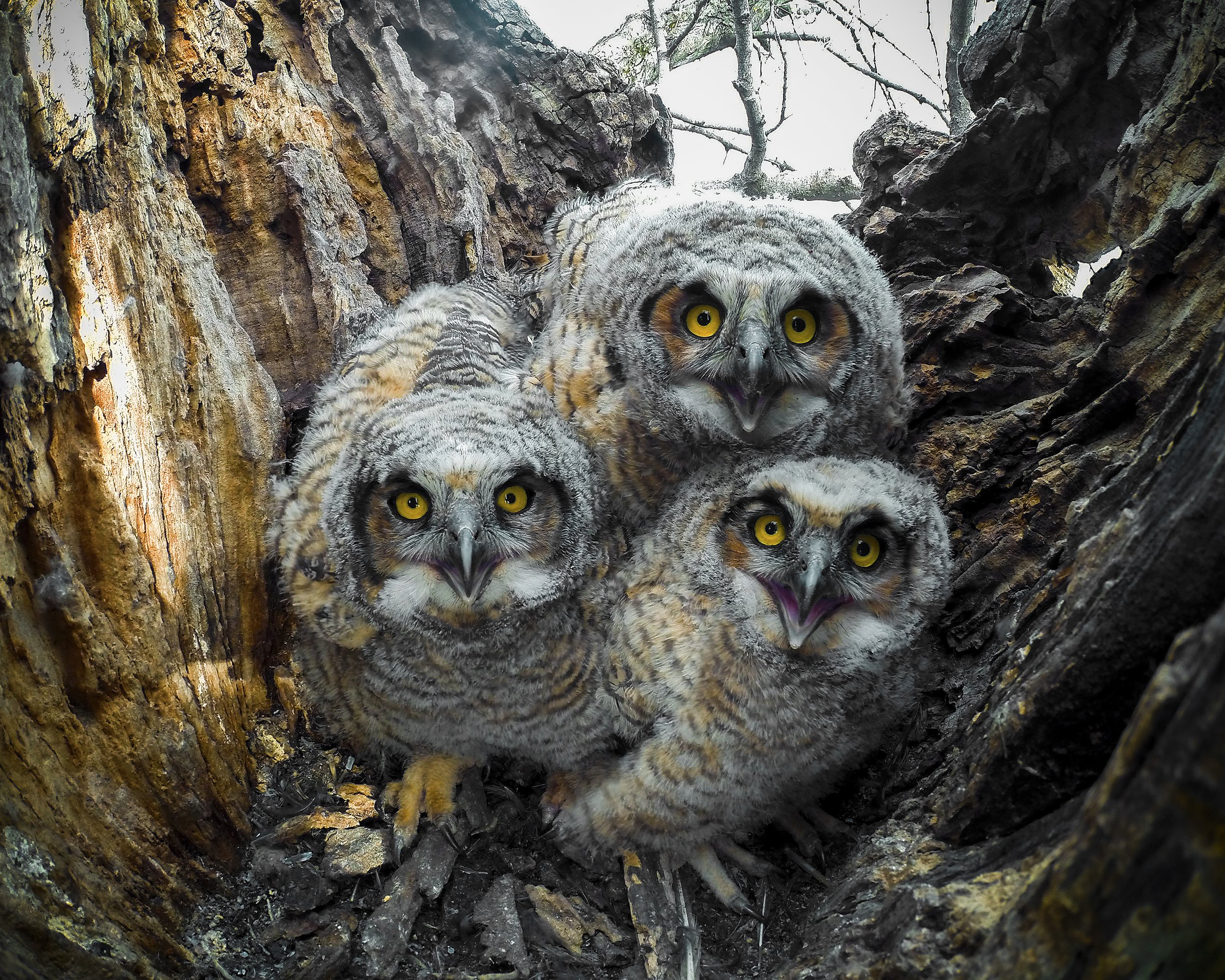 What an Owl Knows — Jennifer Ackerman