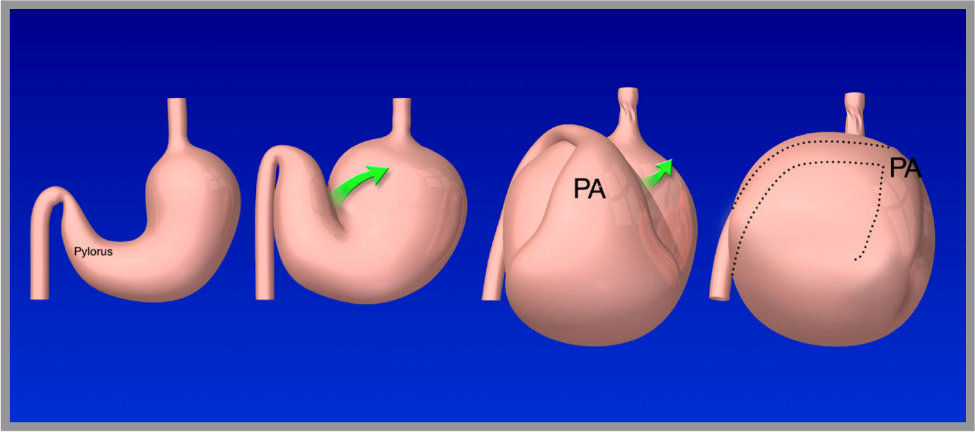 Prophylactic Gastropexy — VSx Veterinary Surgery