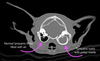 Ventral Bulla Osteotomy — VSx Veterinary Surgery