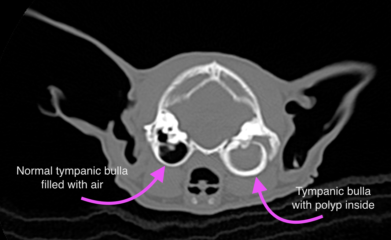 Ventral Bulla Osteotomy — VSx Veterinary Surgery