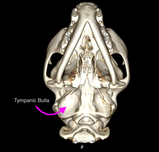 Ventral Bulla Osteotomy — VSx Veterinary Surgery