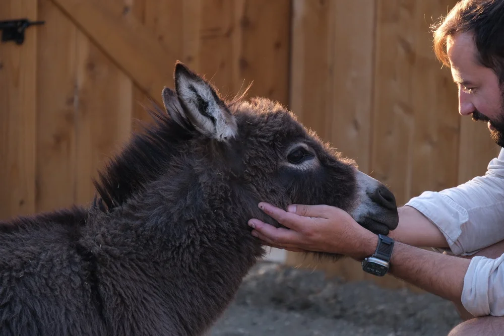 Donkey Visits — Mojave Mini Donkeys