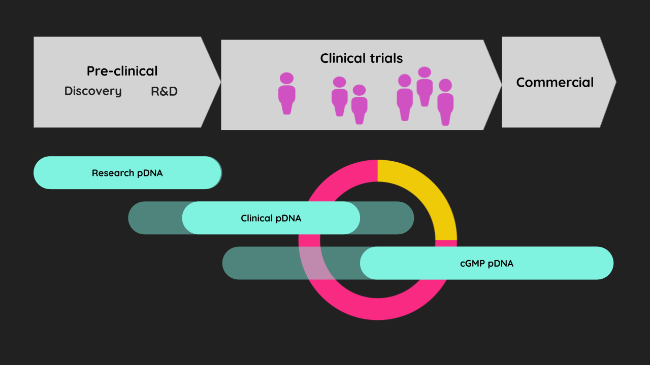 Plasmid DNA Preparation Services | Fast, Scalable, US-Based — Novel Bio