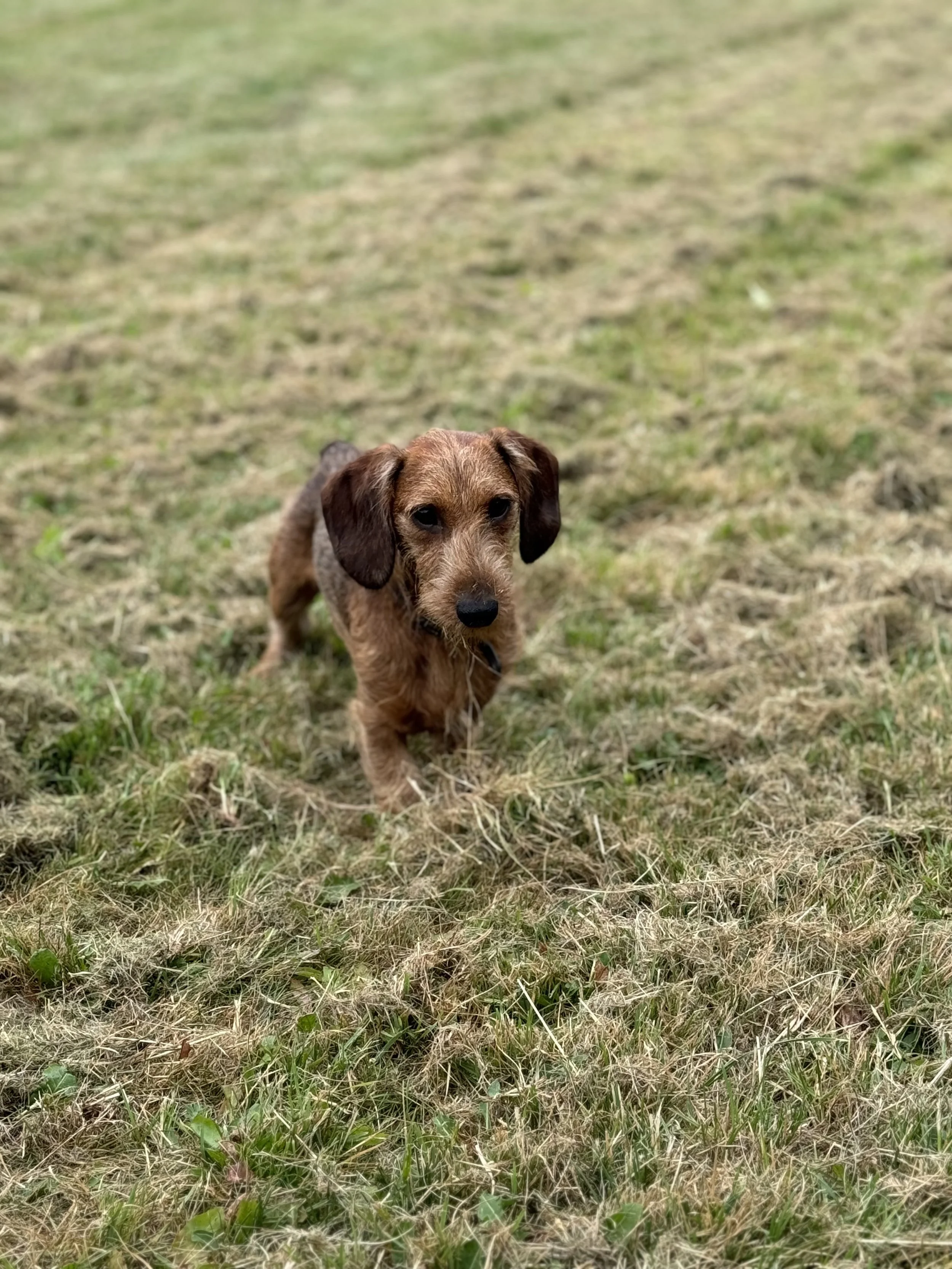 Grantchester Secure Dog Walking Paddock