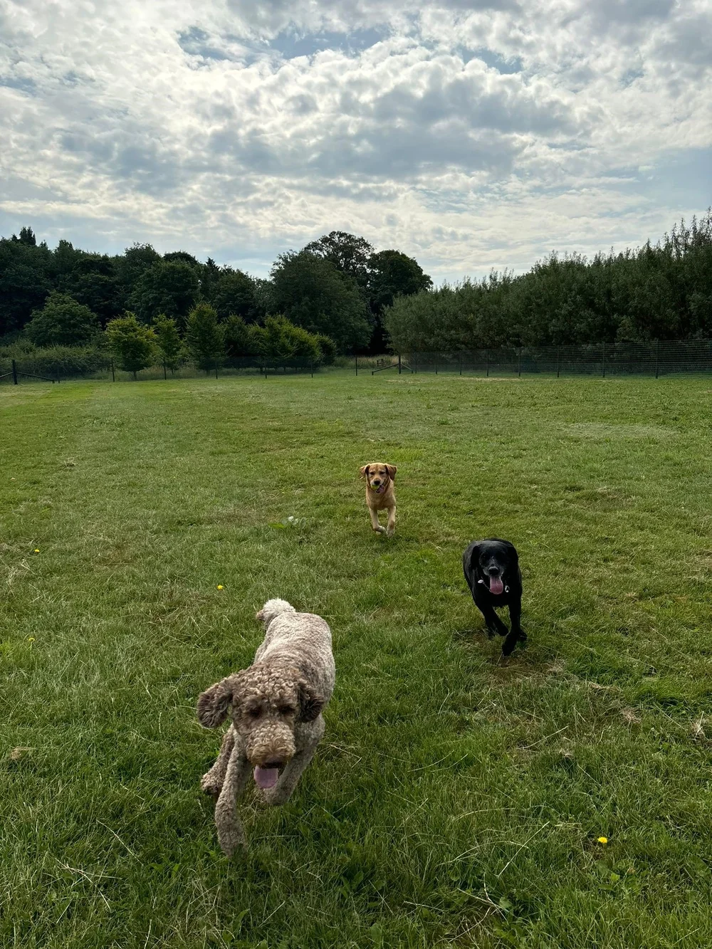 Grantchester Secure Dog Walking Paddock