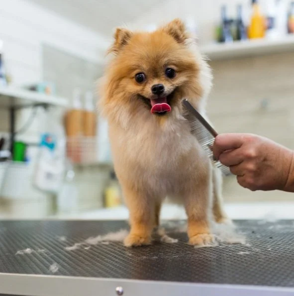 Mobile Pet Grooming Packages — Groom-N-Go