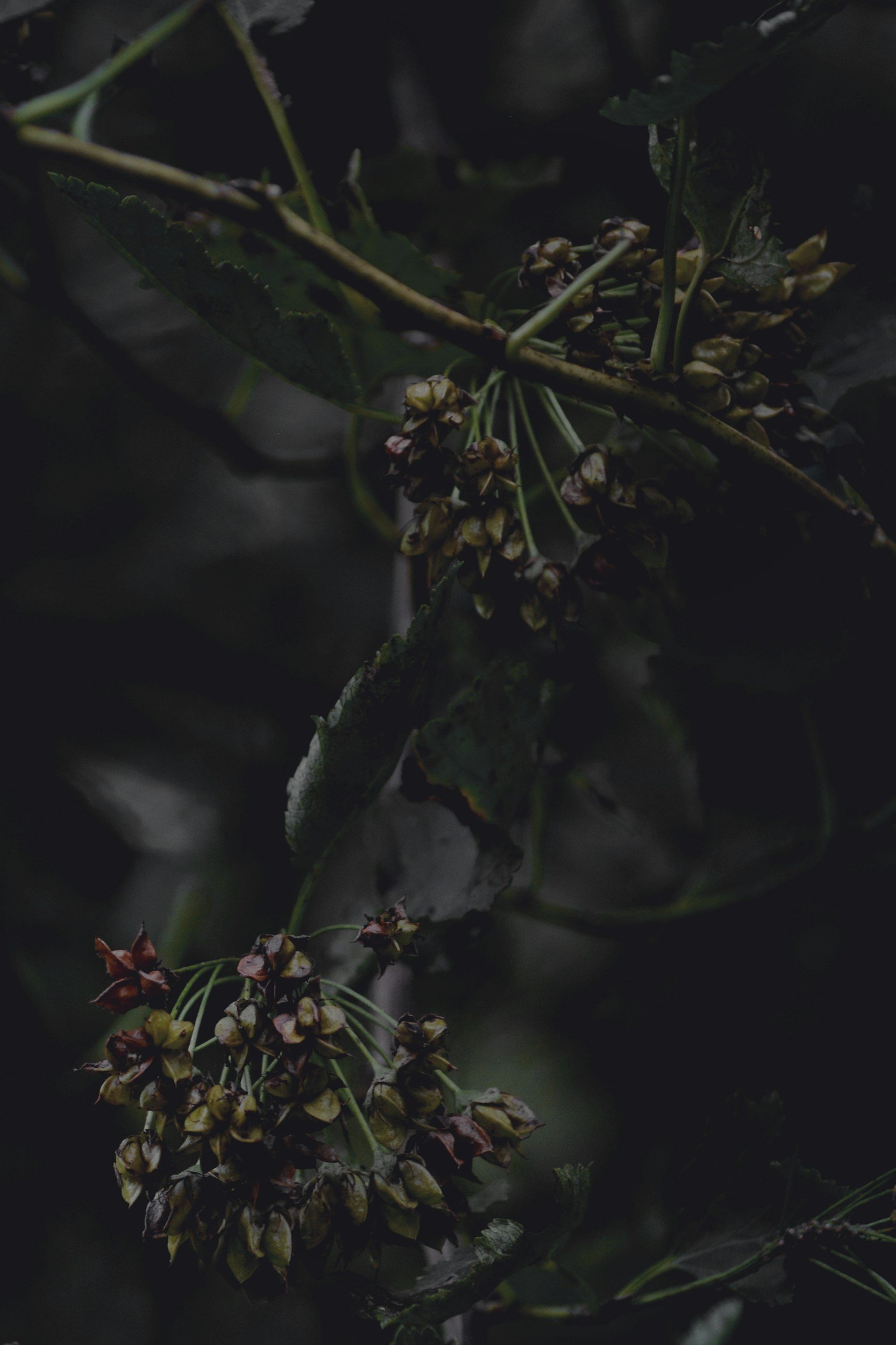 Midnight Ink Submissions — Livina Press