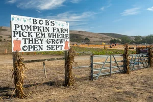 Over the Mountains and thru the Woods Pumpkin Run — NorCal MINIs