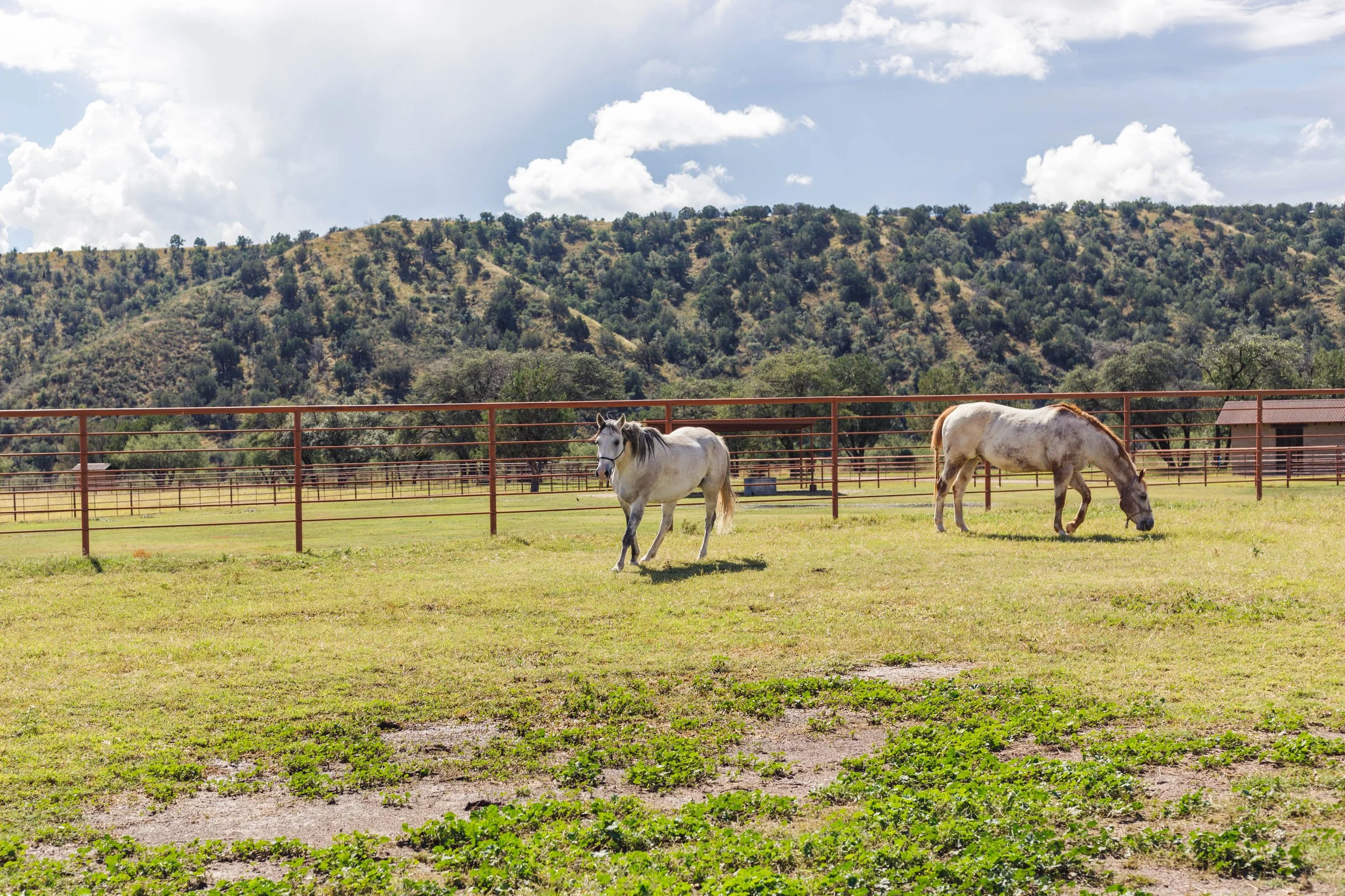 Apache Springs Ranch