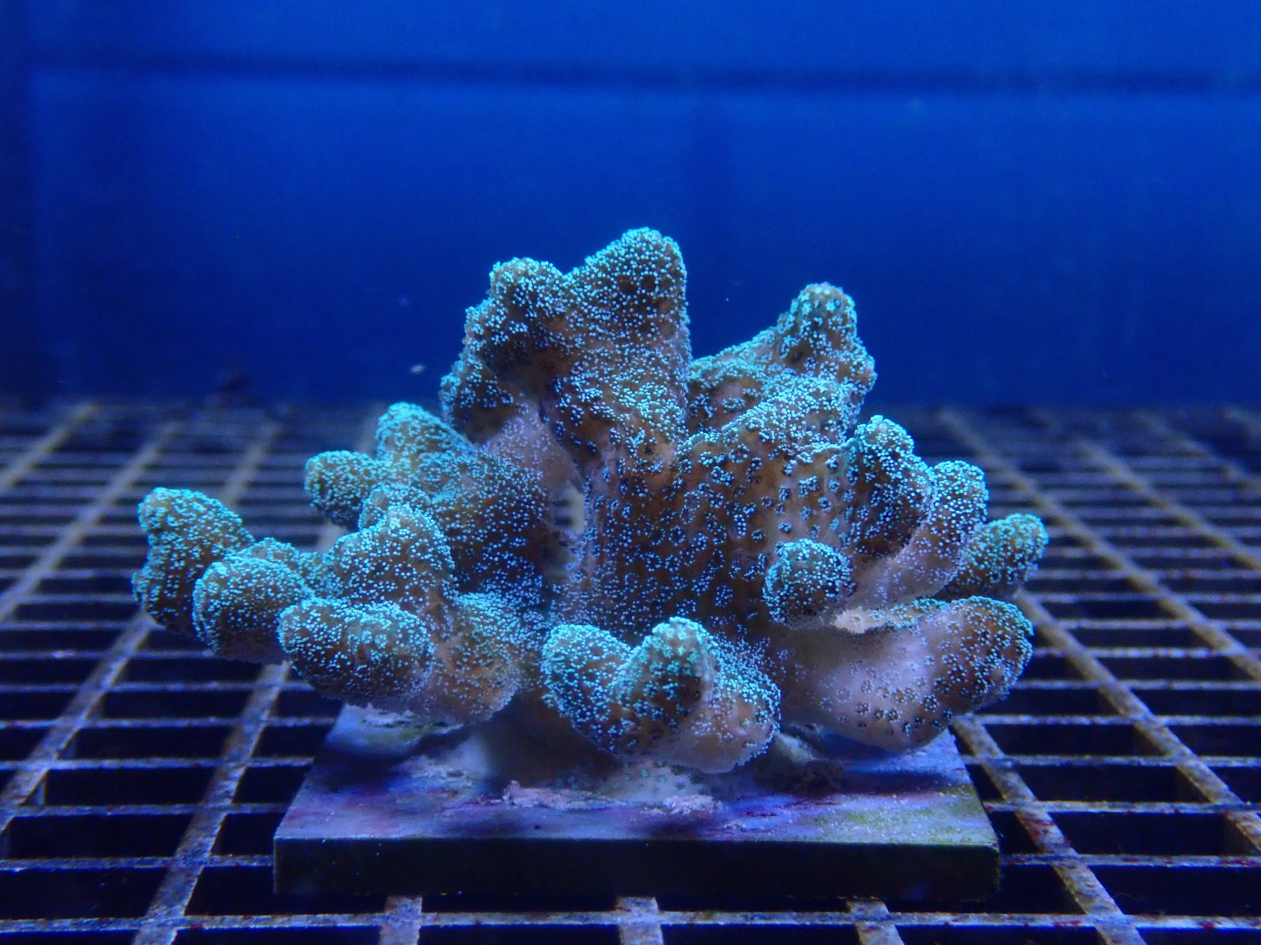 BRANCH Foundation | Project CoralArc
