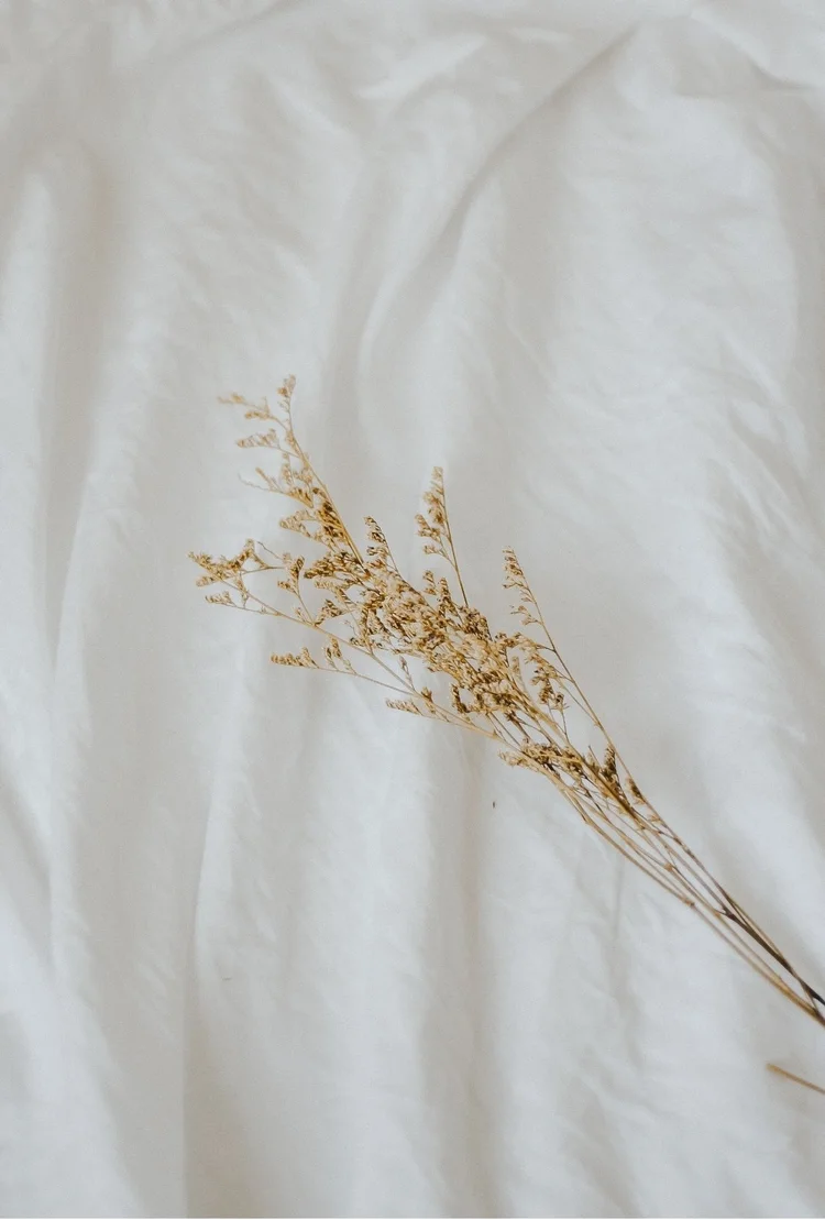 Counseling Online in San Diego + Across CA & MA | Wolf Den Therapy