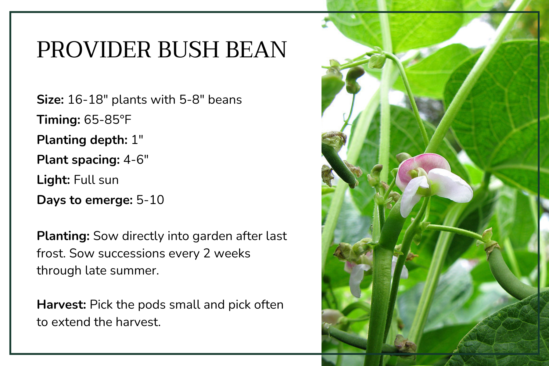 How to Grow Bush Beans in an Organic Kitchen Garden — Golden Hour ...